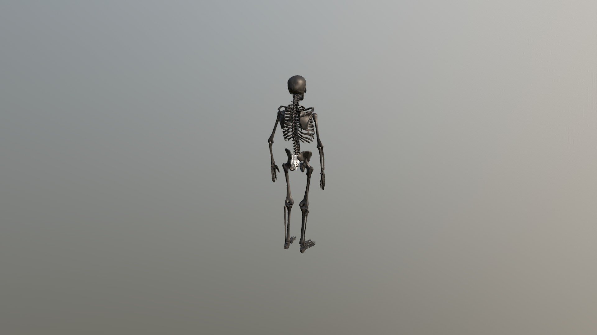 Skeleton - 3D model by studioimpacvisual [cf90c24] - Sketchfab