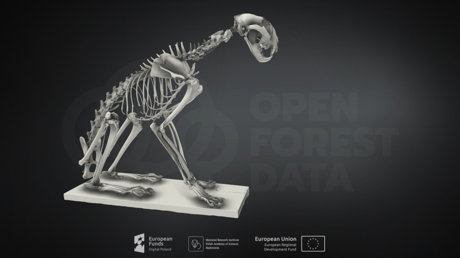 Lynx lynx (Eurasian lynx) (Ryś euroazjatycki) - Download Free 3D model ...