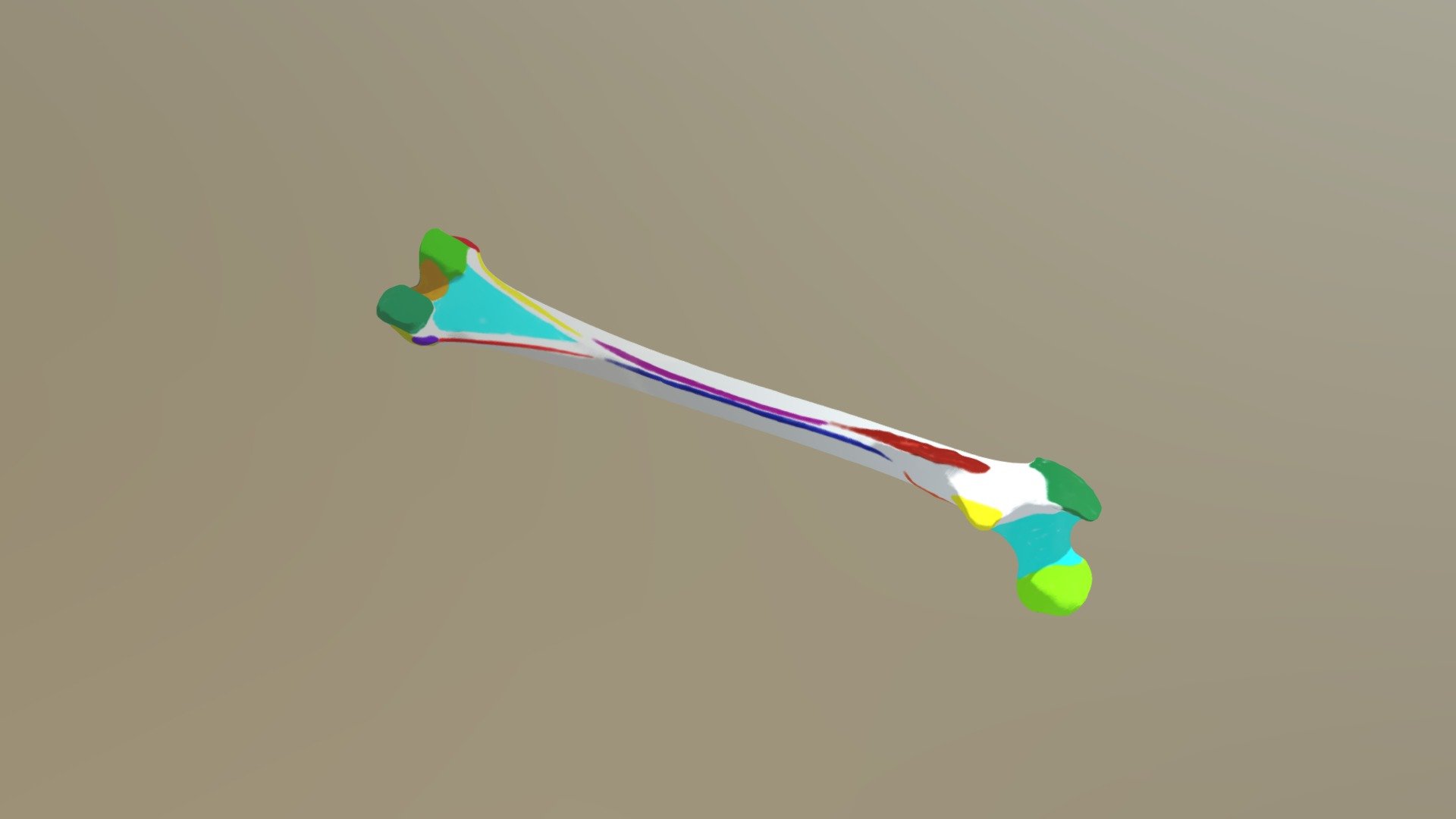 Colored Femur - Download Free 3D model by colored_anatomy (@minoue1 ...
