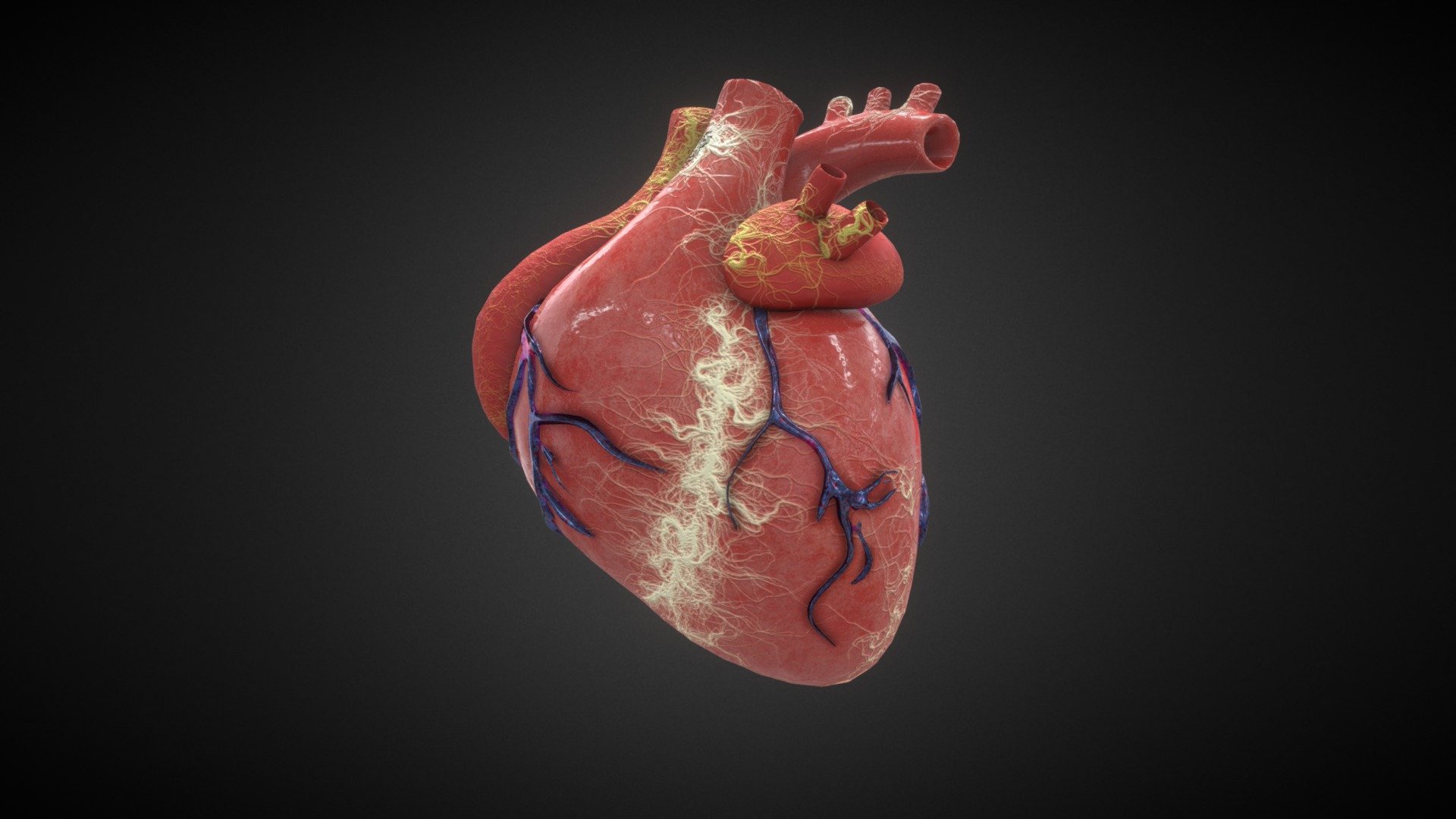Corazón - 3D model by Nef Art (@NefArt) [cf9ad57] - Sketchfab