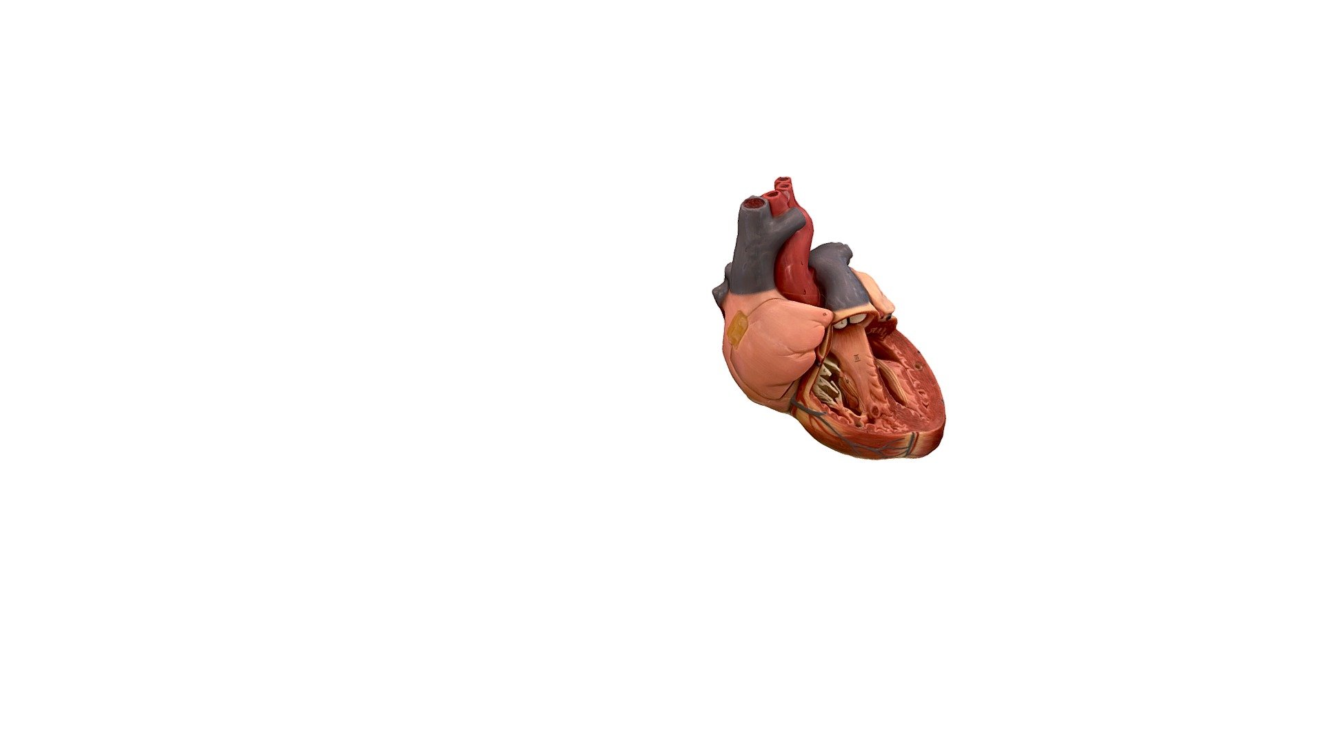 E3 New Heart Open - 3D model by at651 [cfa1226] - Sketchfab