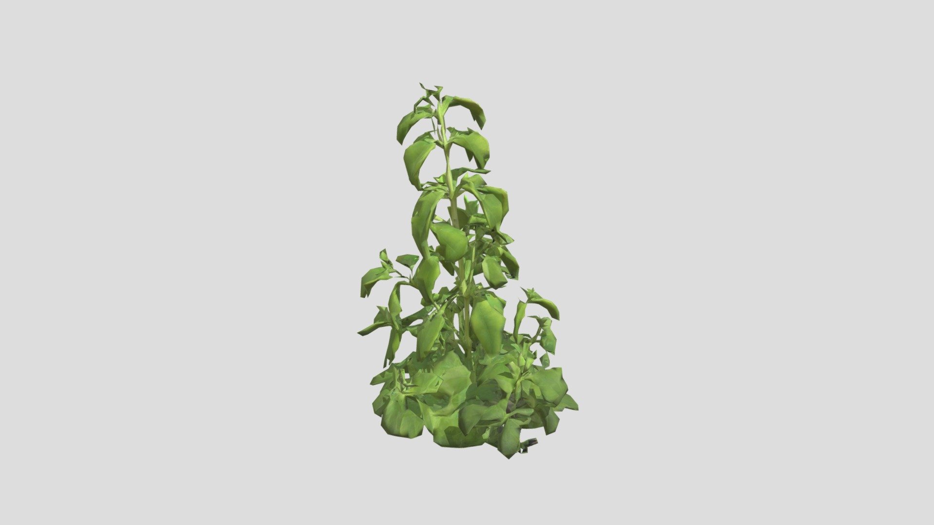 a cloesup shot of tulsi plant - Download Free 3D model by anandjha2499 ...