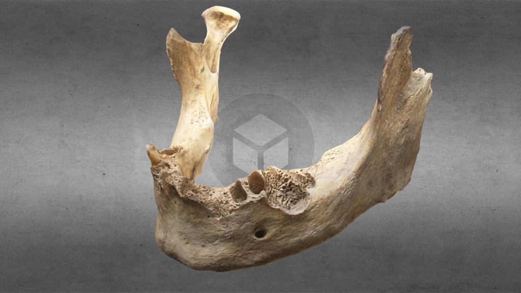 Mandíbula inferior humana - 3D model by REGIRAROCS [cfa492c] - Sketchfab