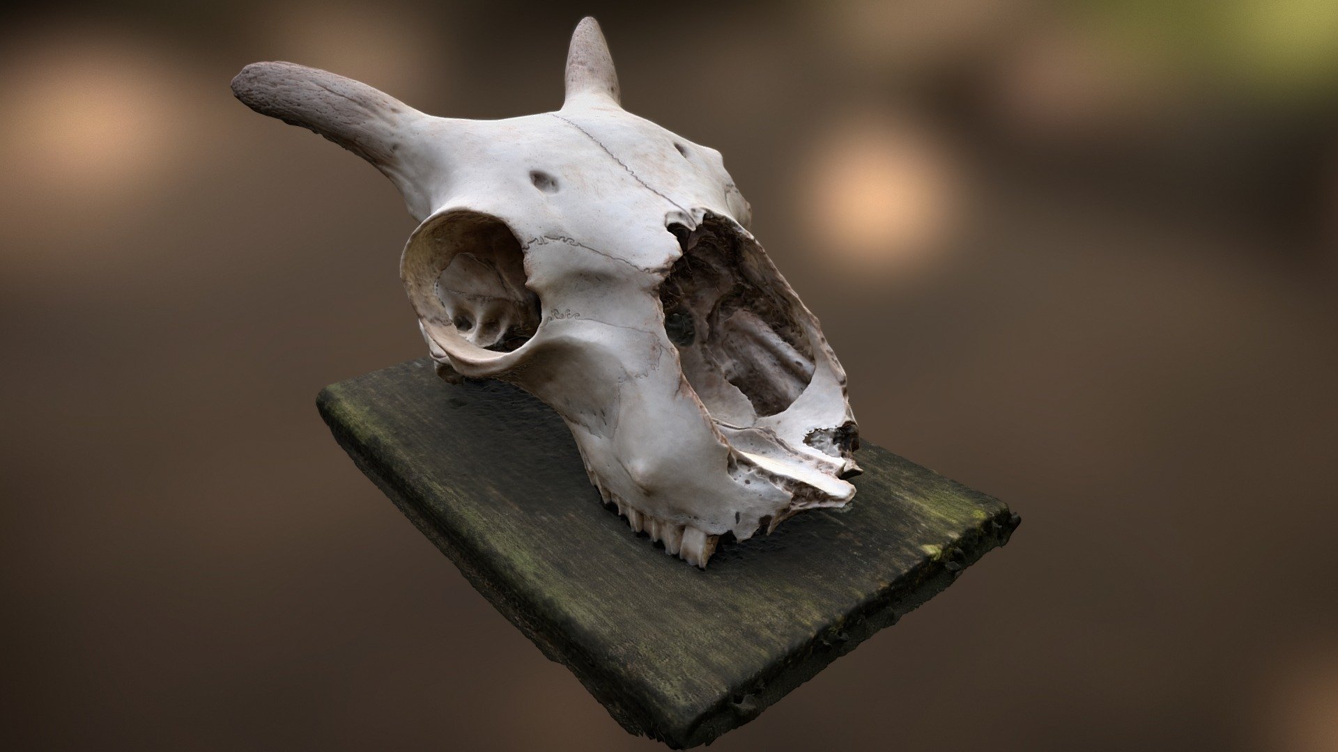 Sheep Skull - 3D model by Chris @ Zubr (@zubrvr) [cfa5e2b] - Sketchfab
