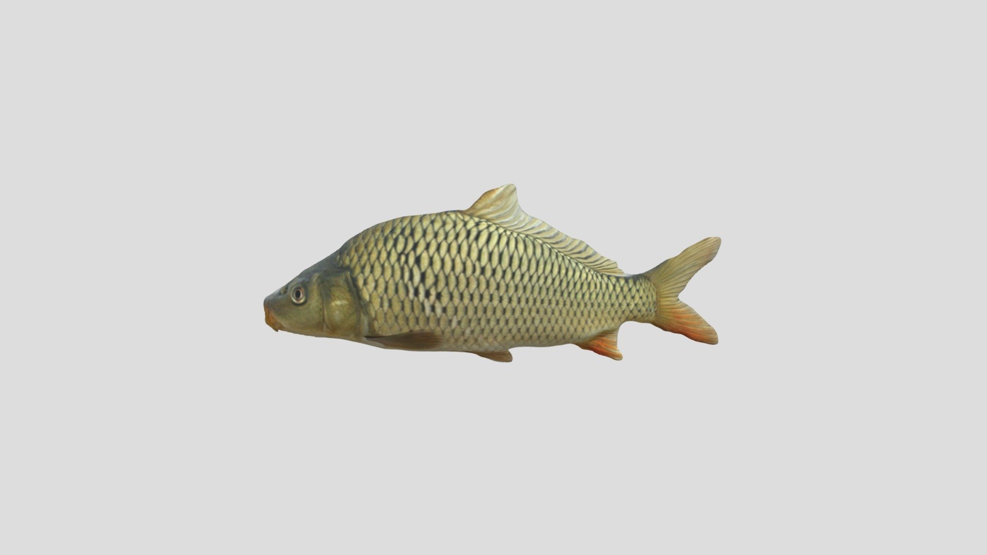 Carp - 3D model by vesk2321 [cfa7fa0] - Sketchfab