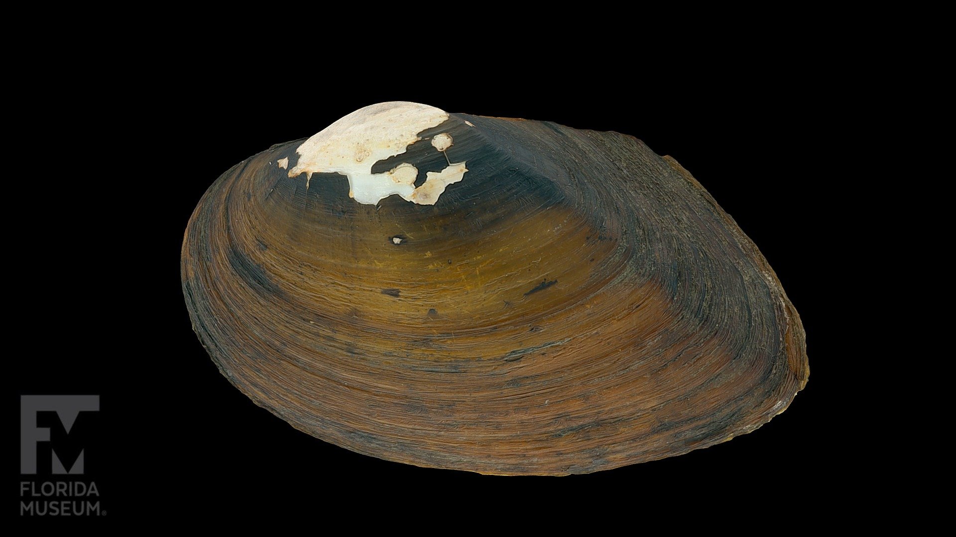 St. John's Elephantear - Freshwater Mussel - 3D model by FloridaMuseum ...