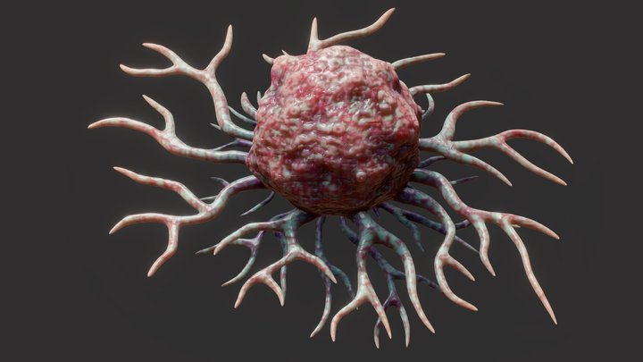 Lymphocyte 3D models - Sketchfab