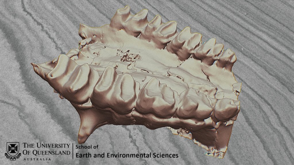Diprotodon Teeth Closeup (CT-Scan Extract) - 3D model by nate_siddle ...