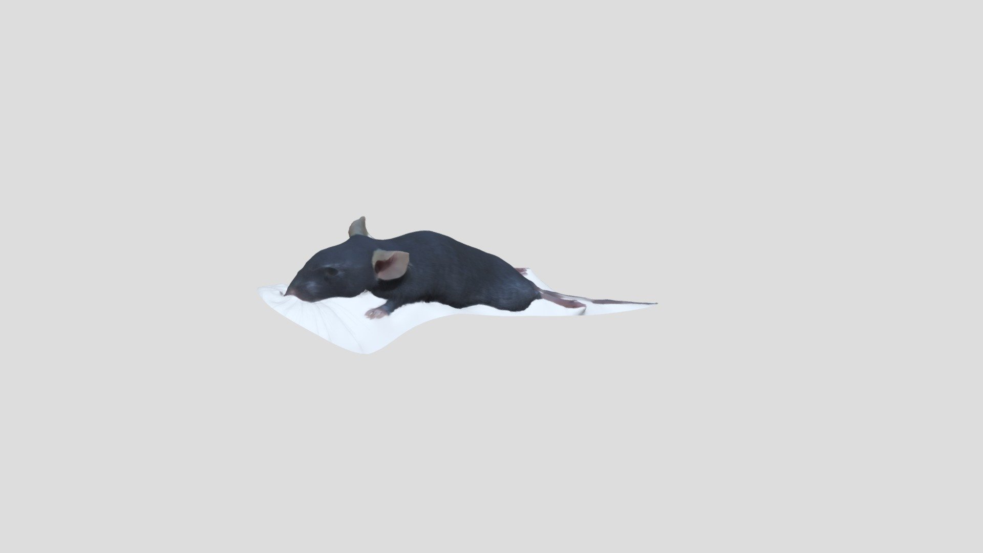 Photogrammetry Mouse - 3D model by Ali Goldani (@galiold) [cfb122e ...