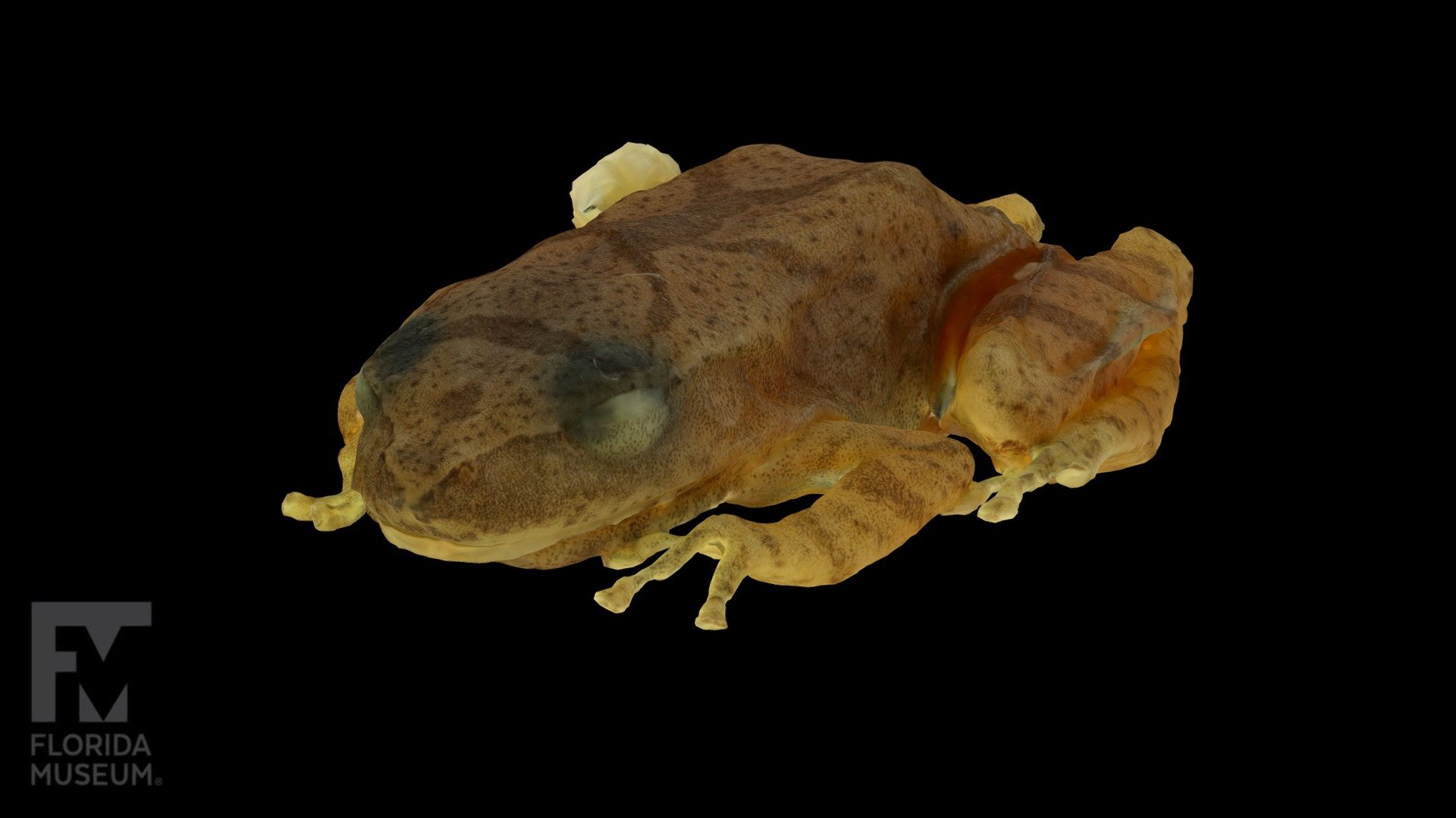 Spring Peeper (UF Herp 124311) - 3D model by FloridaMuseum [cfb3319 ...