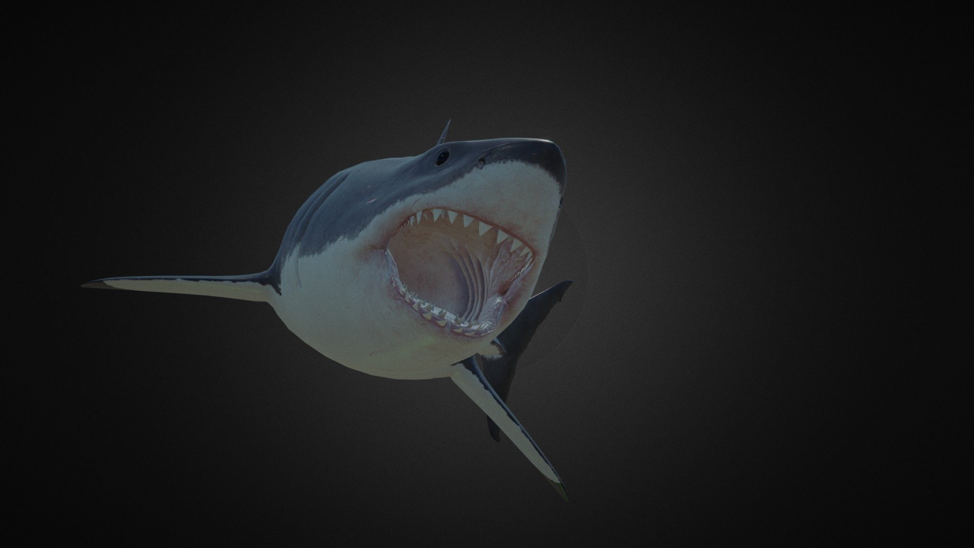 Great White Shark - 3D model by Mathias Axelsson (@sailor77) [cfc0d31 ...