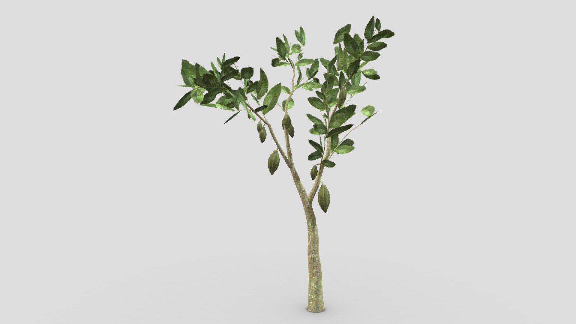 Cacao Tree(Green Fruit)- 01 - Buy Royalty Free 3D model by ASMA3D ...