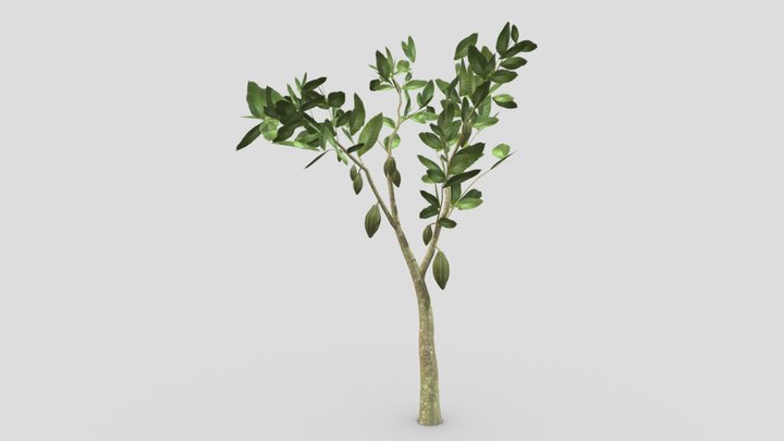 Cacao-tree 3D models - Sketchfab