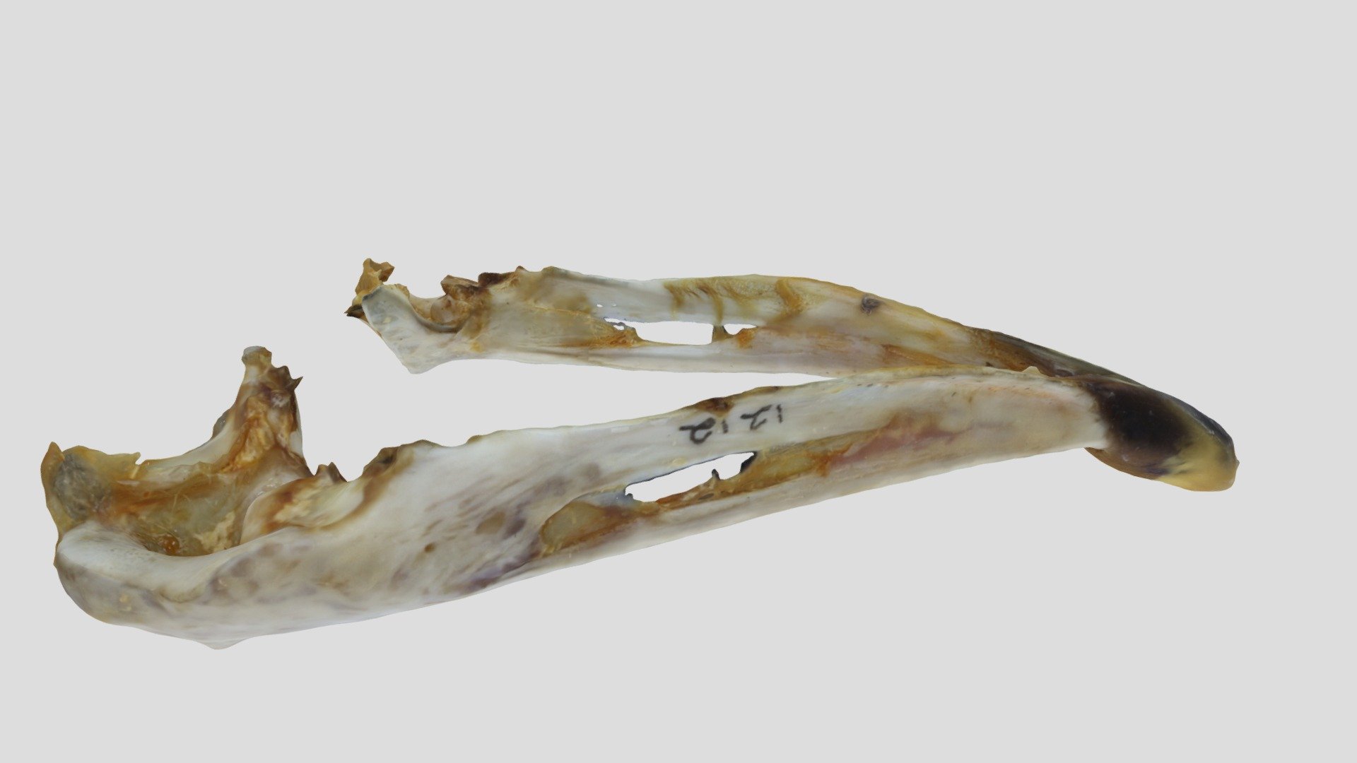 UWYMV:Bird:1212, Strix nebulosa, Mandible - Download Free 3D model by ...