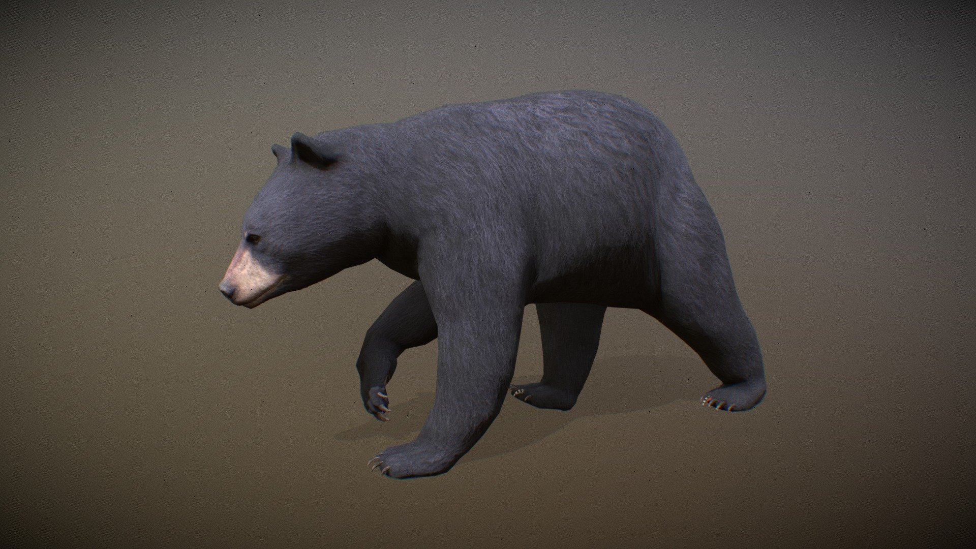 Animalia - Black Bear (female) - 3D model by GiM (@GamesInMotion ...
