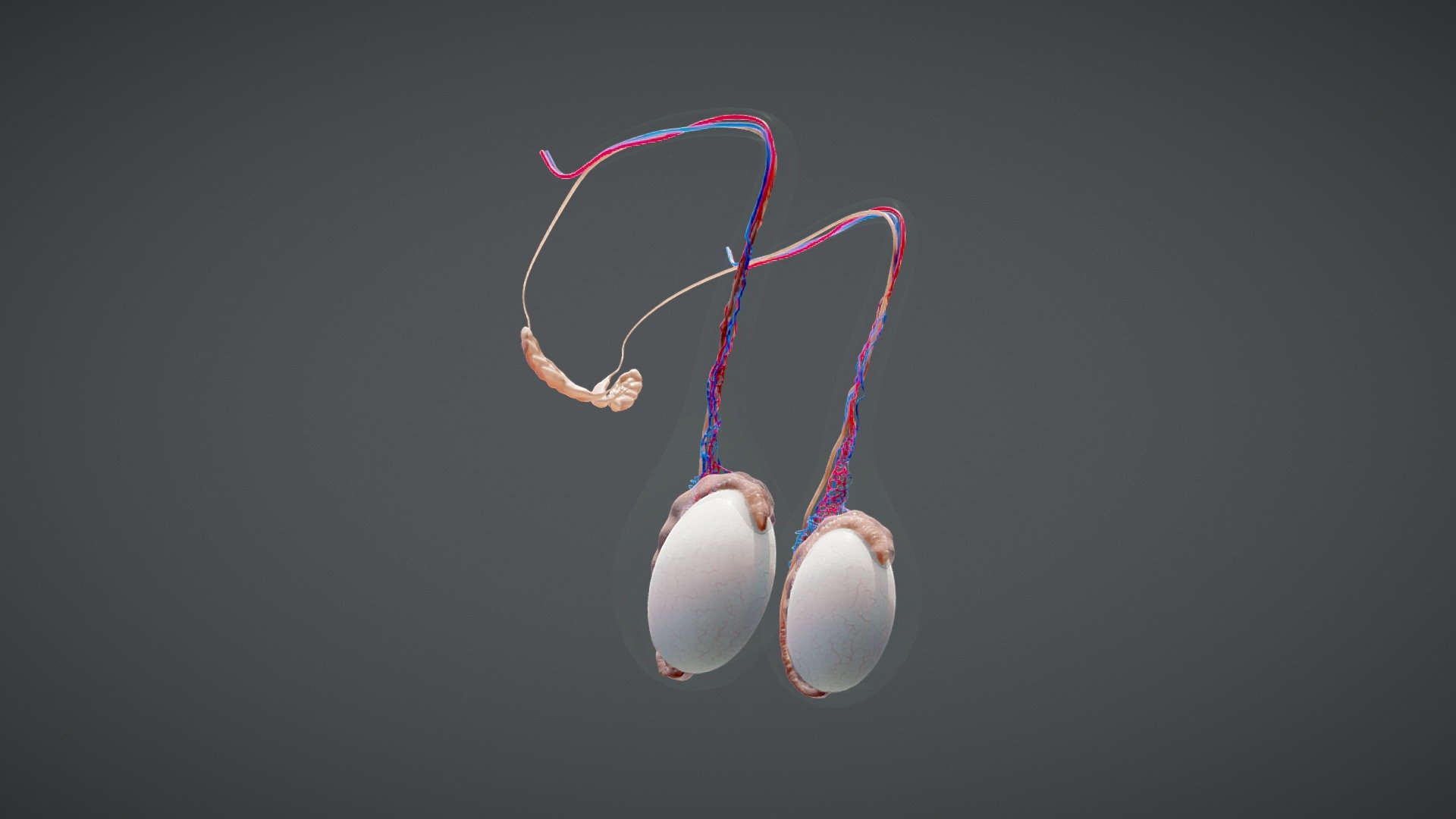 Male Testicles Testes Anatomy Buy Royalty Free 3d Model By Nima