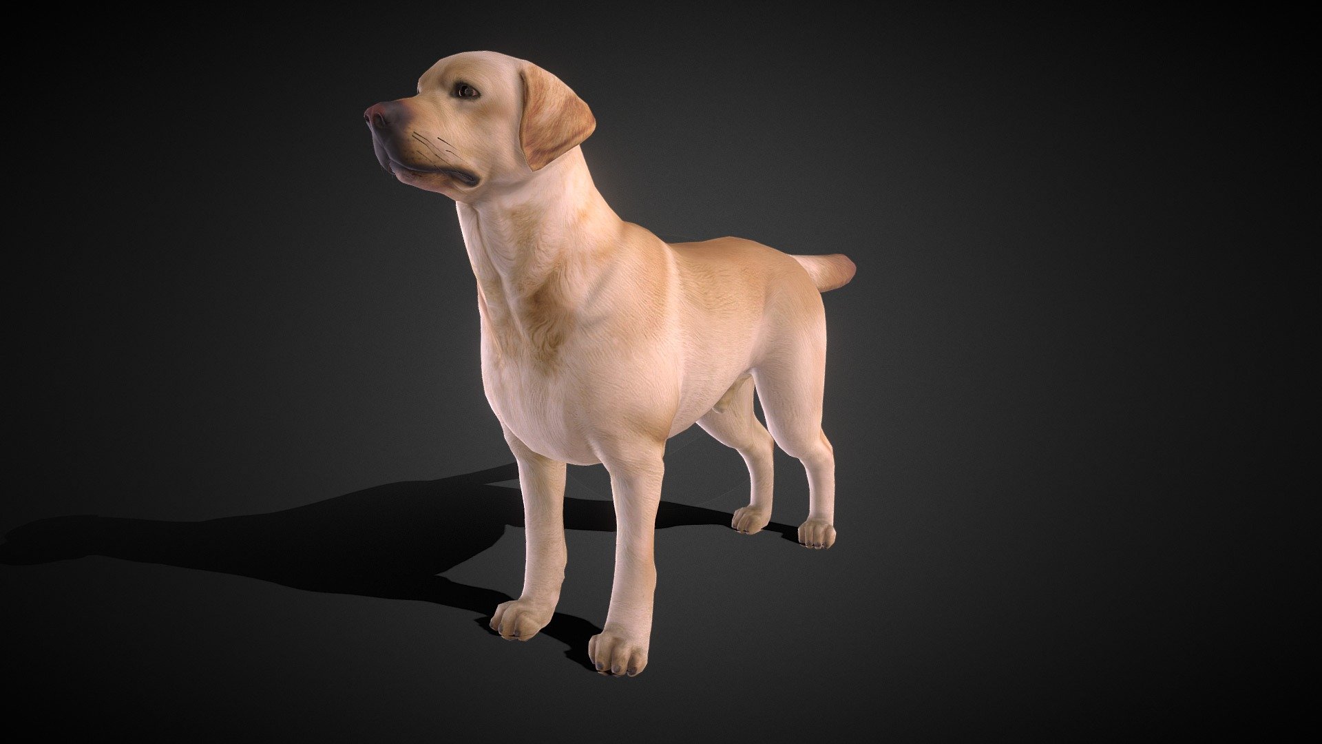 Labrador Retriever - Buy Royalty Free 3D model by animod [cfd3238 ...