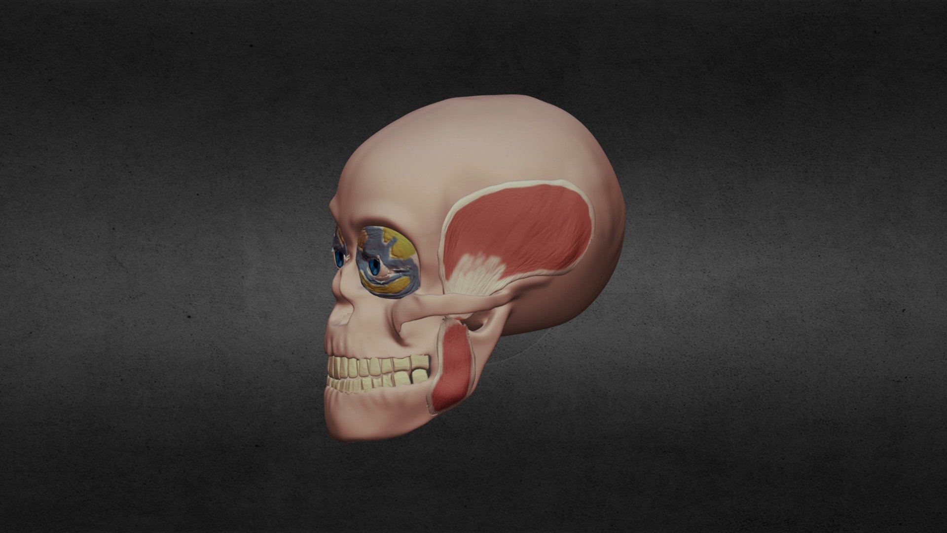 Calavera - 3D model by alexx-cama [cfd6079] - Sketchfab