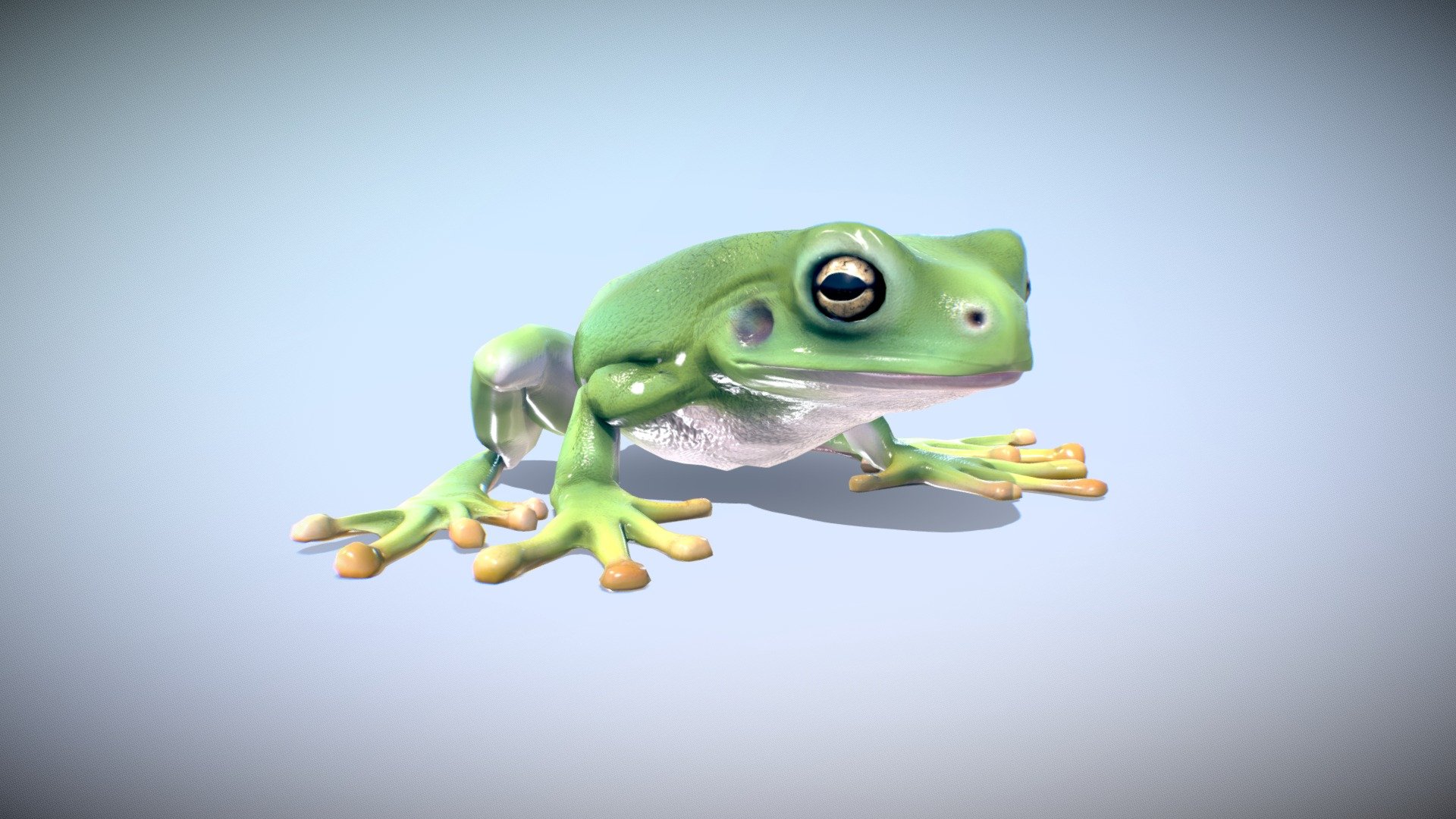 frog - 3D model by Major (@majorgalah) [cfdb986] - Sketchfab