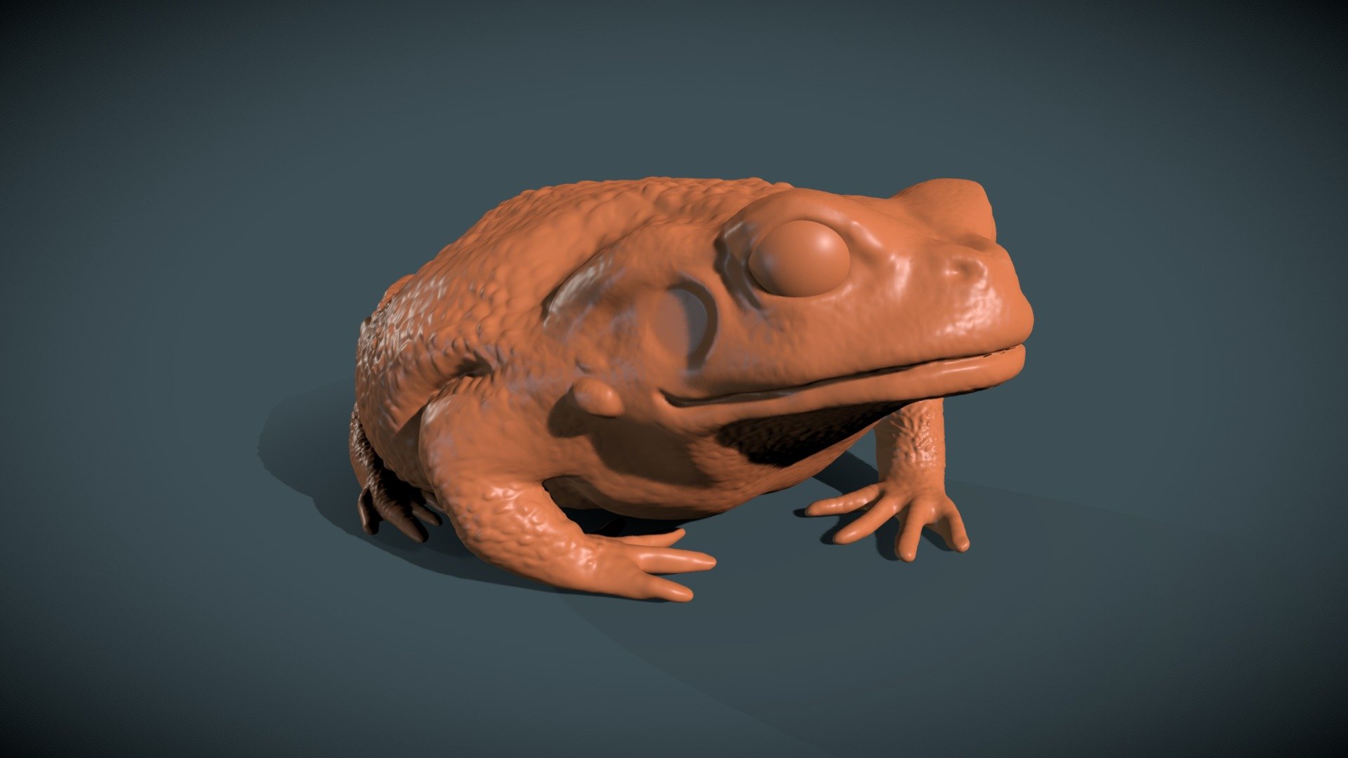 Colorado River Toad - 3D model by mws3d [cfdd8d7] - Sketchfab