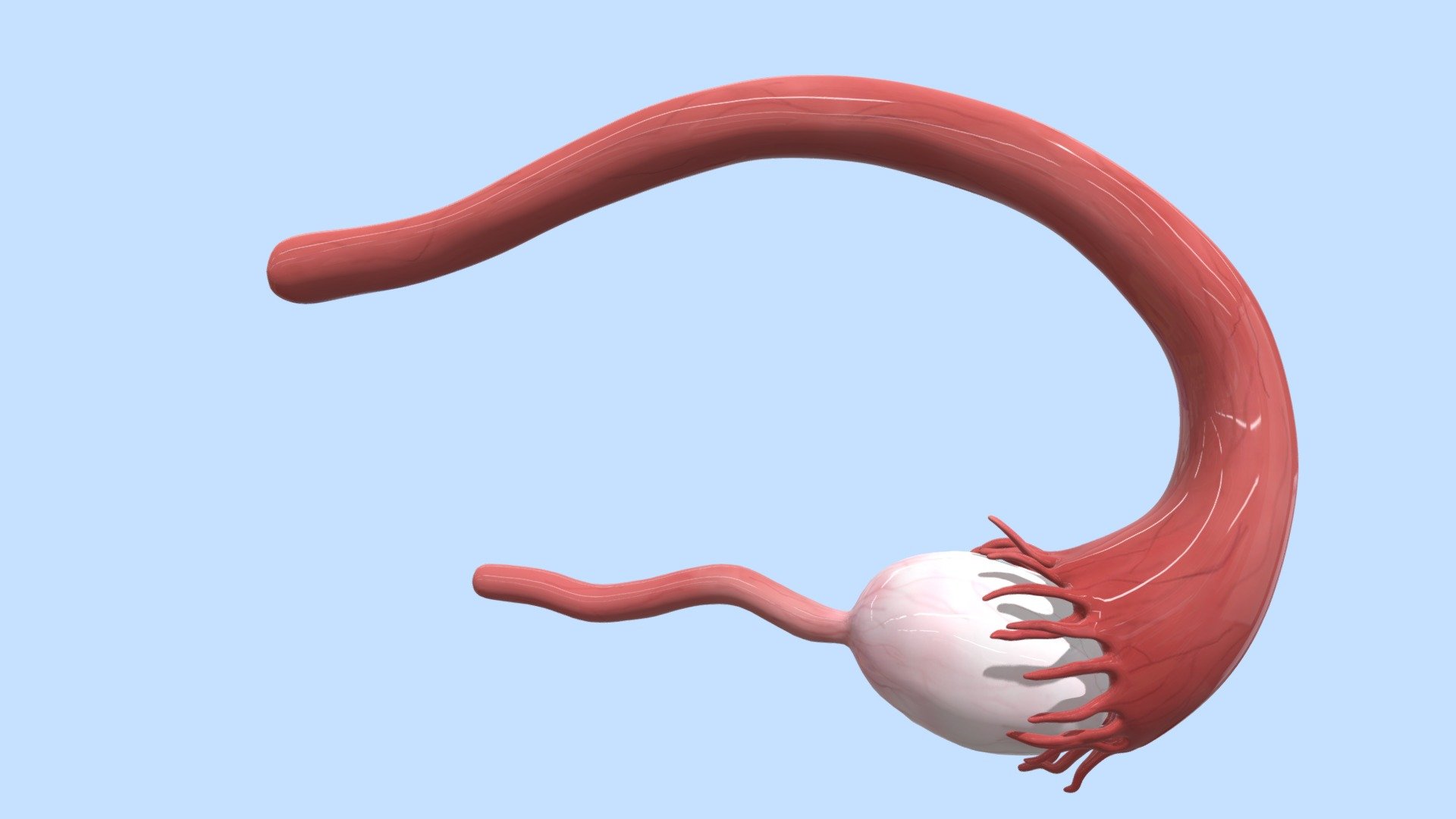 Fallopian tube and ovary - 3D model by charlottalundgren [cfe0c7c ...