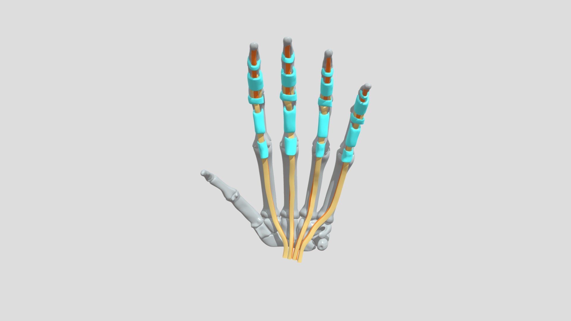 Hand Pulleys and Tendons - 3D model by shimxandr [cfe197a] - Sketchfab