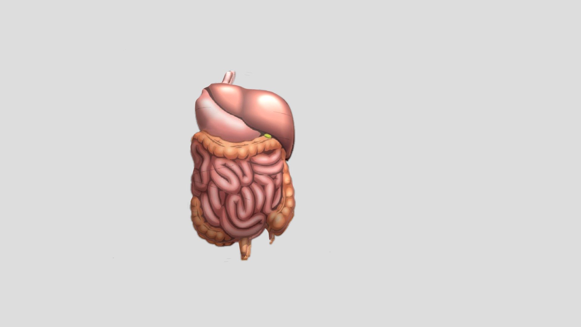 Organ - 3D model by lindaauliia [cfee1ab] - Sketchfab