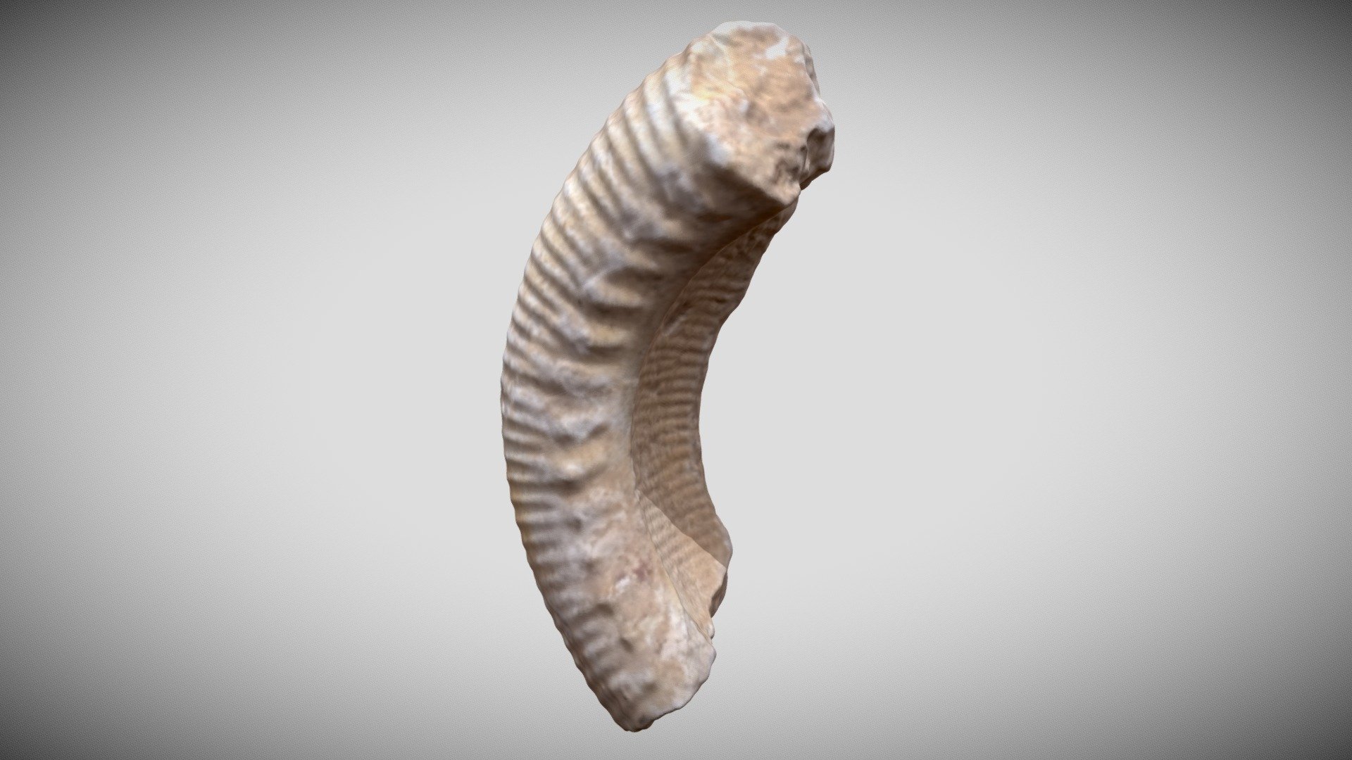 Amonite big size - Download Free 3D model by fpierron [cff7b88] - Sketchfab