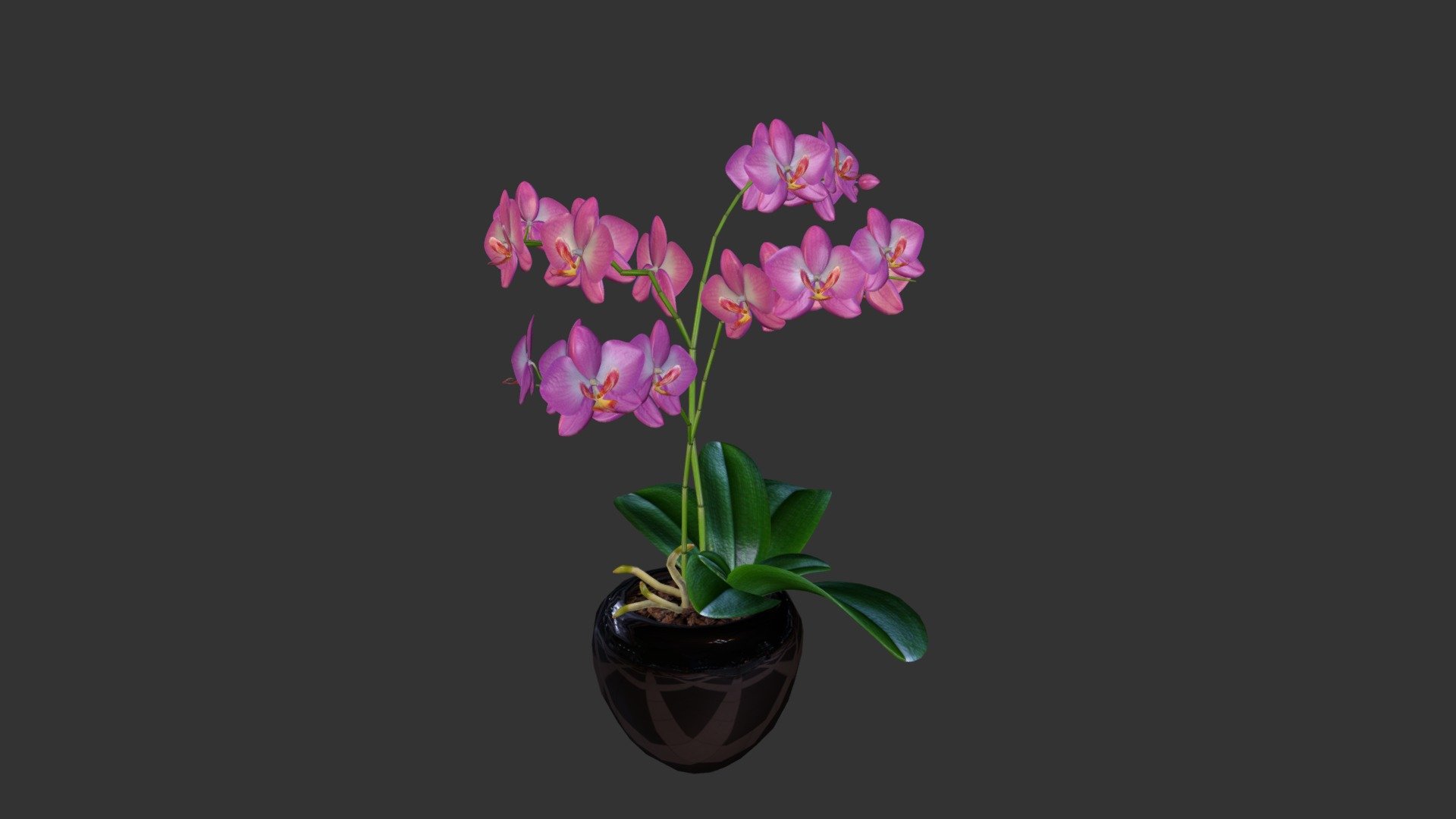 Vanilla Orchid - 3D model by Justyn [cpO8q5K] - Sketchfab