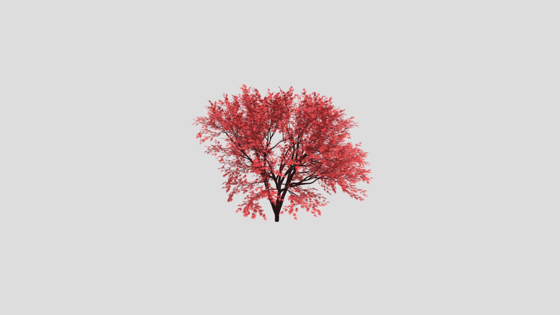 Japanese Maple - Download Free 3D model by EmreAlkan (@Lknmr) [d00a7f2 ...