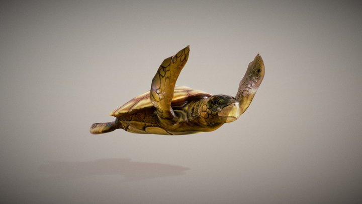 Tortuga-marina 3D models - Sketchfab