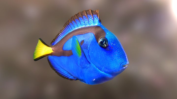 Paracanthurus 3D models - Sketchfab