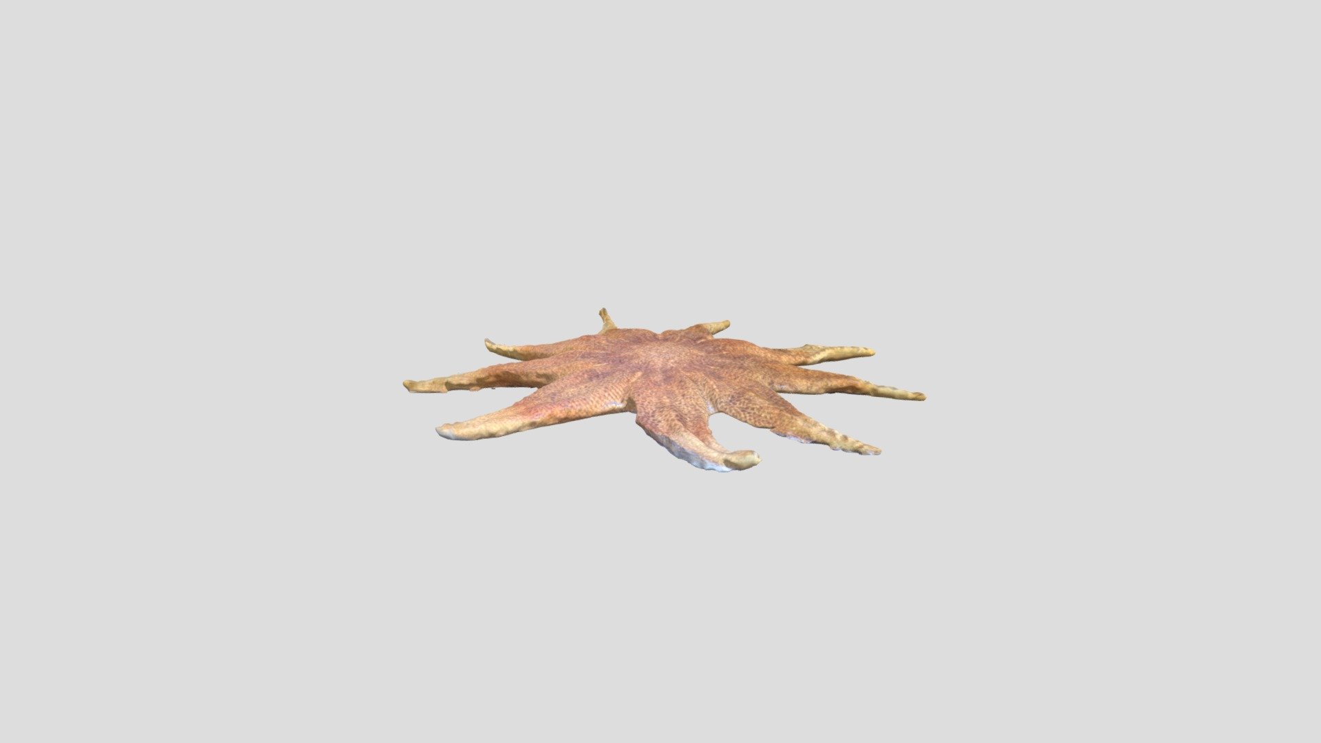 Purple sun star (Solaster endica) - Download Free 3D model by squireM ...