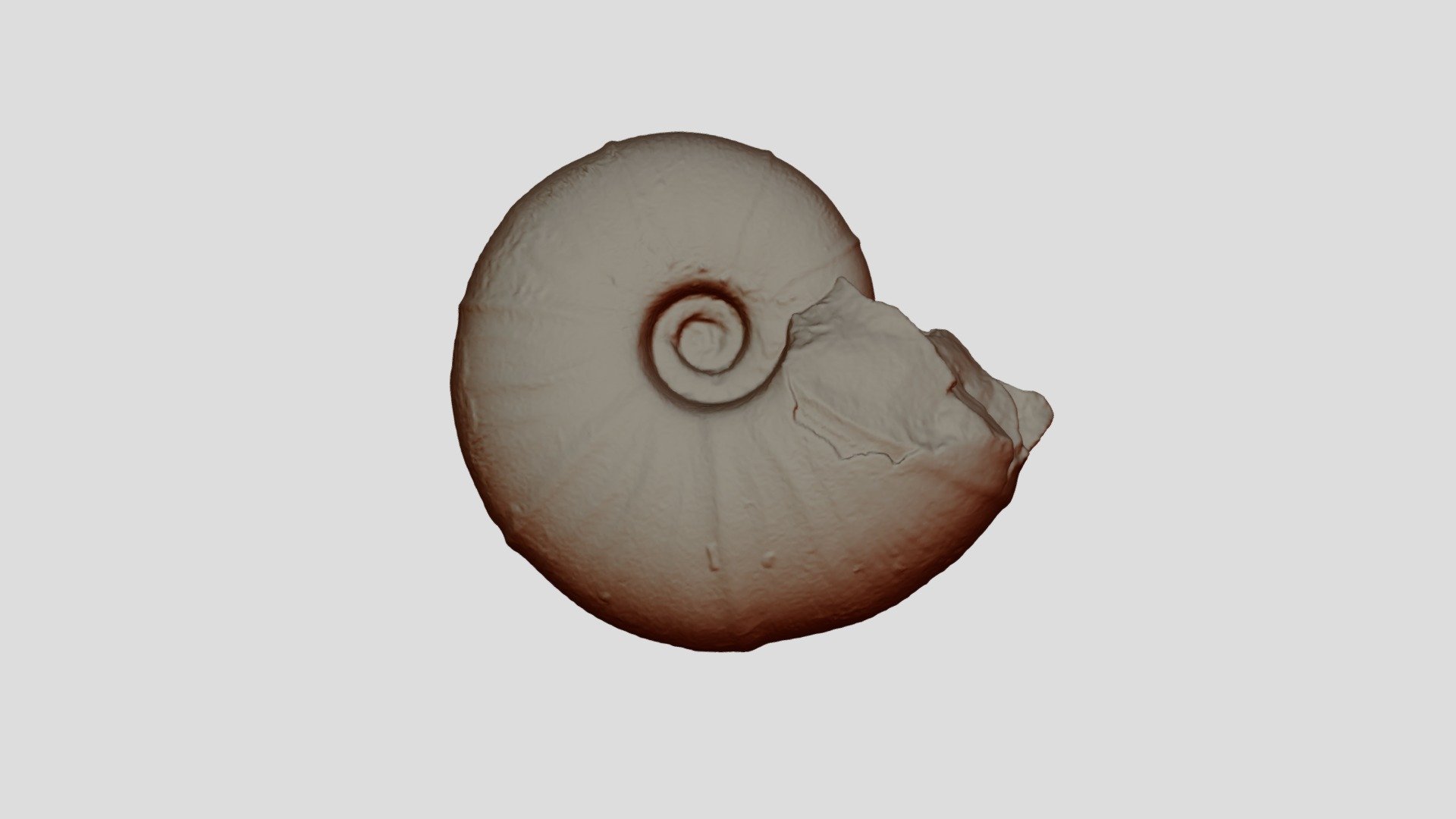 Ammonite Villa - 3D model by PaleoMuseo [d01ea03] - Sketchfab
