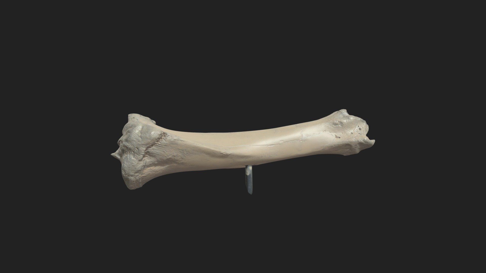 Cow Bone - Download Free 3D model by akhazaee [d0223c6] - Sketchfab