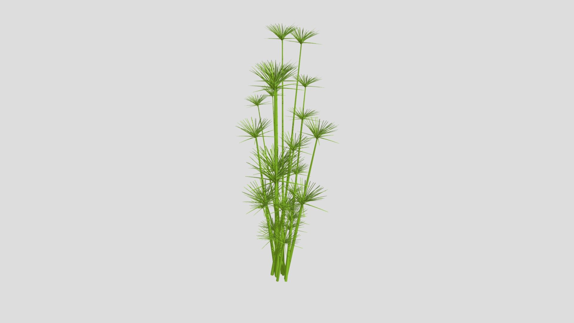 Papyrus Plant - Download Free 3D model by tguh.permadi [d024824 ...