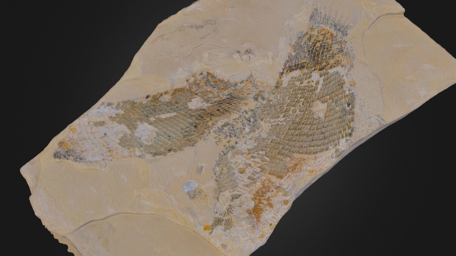 ZARGANA - 3D model by 3D Fossils (@conqueror78) [d02b8e0] - Sketchfab