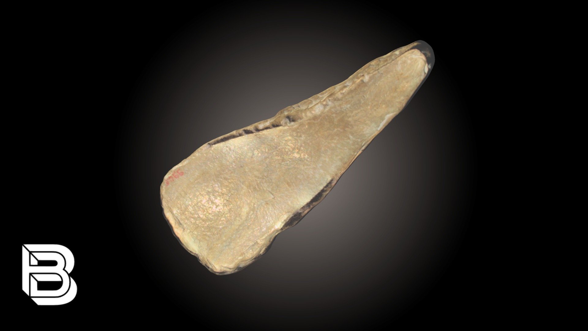 Shell Scraper Tool Replica - 3D model by The Bishop Museum of Science ...