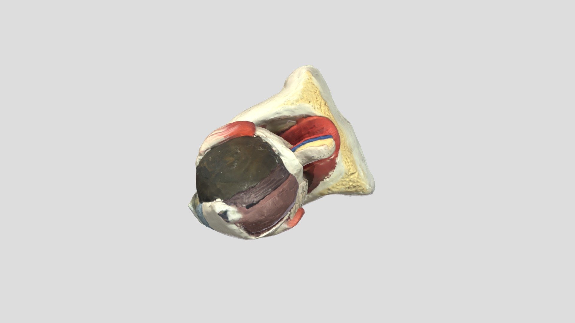 Eye Model - Leo - Download Free 3D model by Yasmina7 [d02dadd] - Sketchfab