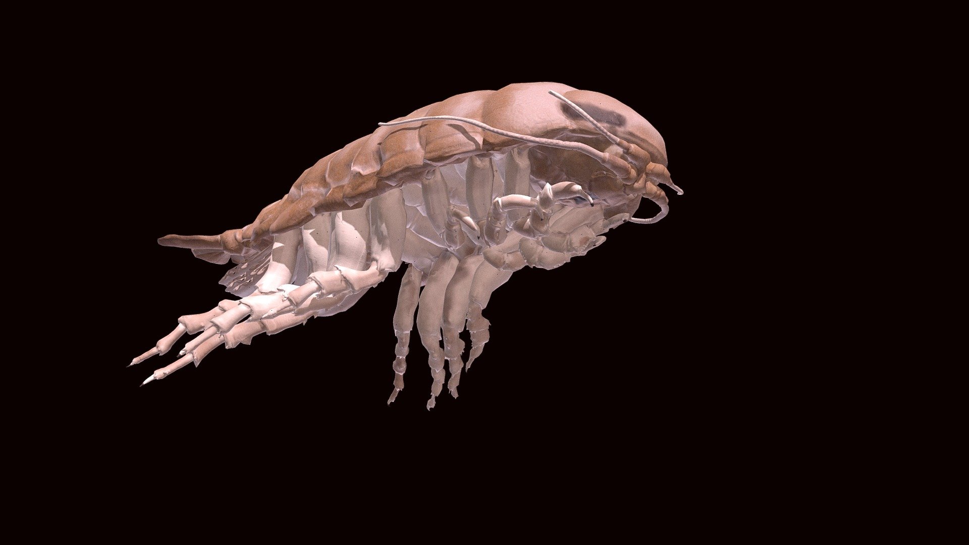 Model 103A: Deep Sea Booralana Isopod - Download Free 3D model by ...