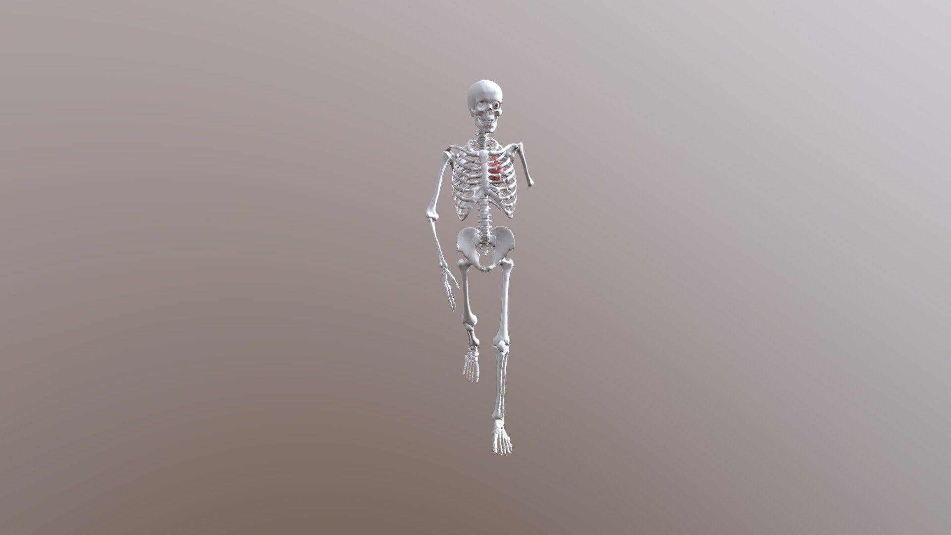 Skeleton - 3D model by sanekm1111 [d040ed4] - Sketchfab