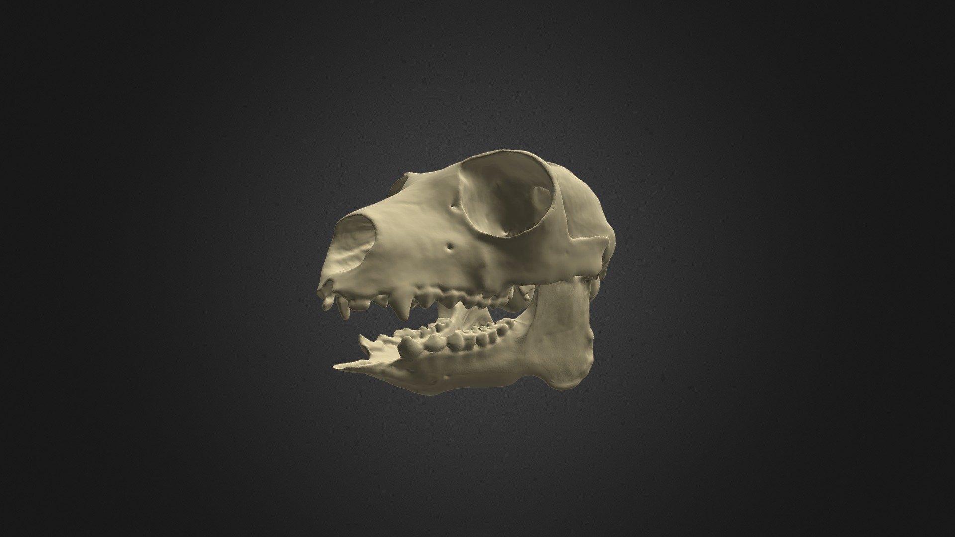 Indri - 3D model by NAU_BAT_Lab (@naubatlab) [d04101e] - Sketchfab