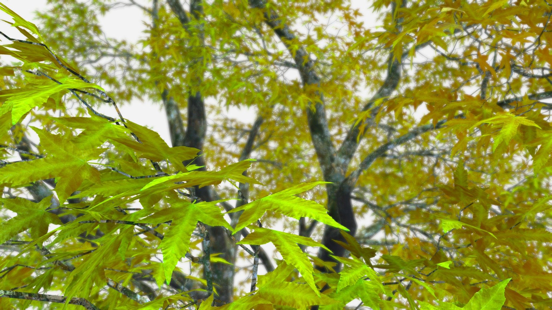 Plane trees - 3D Nature tree - 3D model by Kailash H Kanojia ...