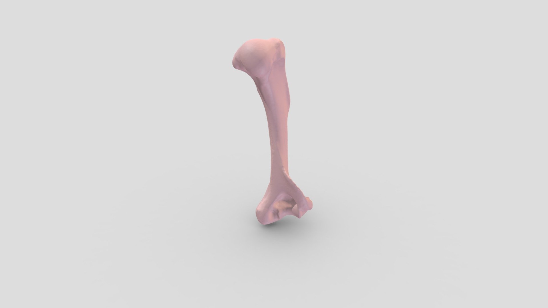 Otter Humerus - 3D model by PeterFalkingham (@pfalkingham1) [d044134 ...