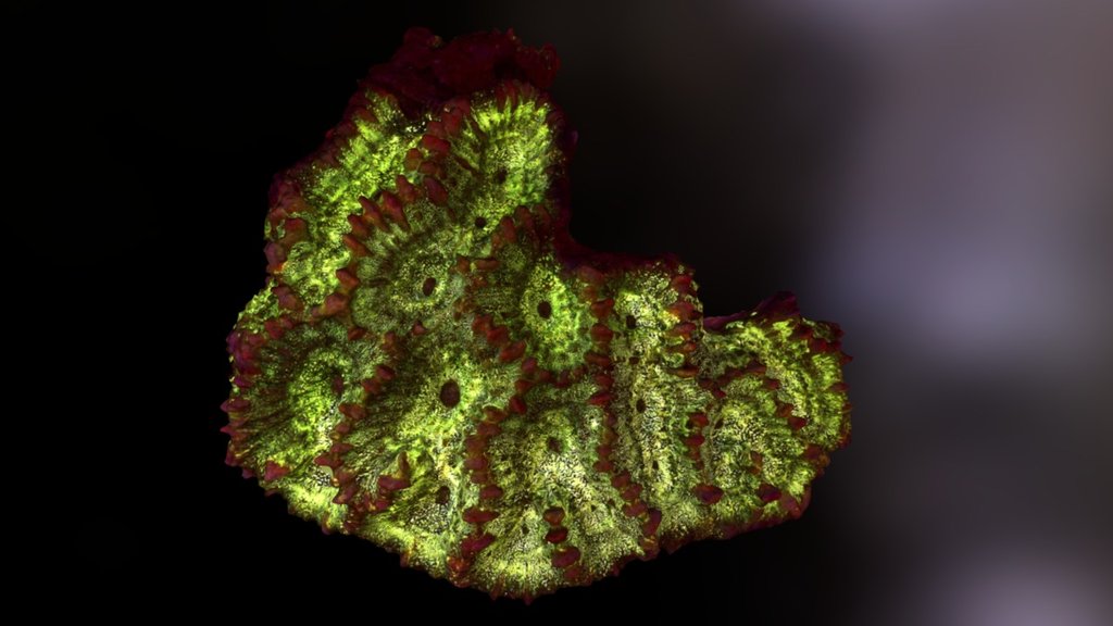 Oulophyllia crispa coral (fluorescence) - 3D model by Luis Gutierrez H ...