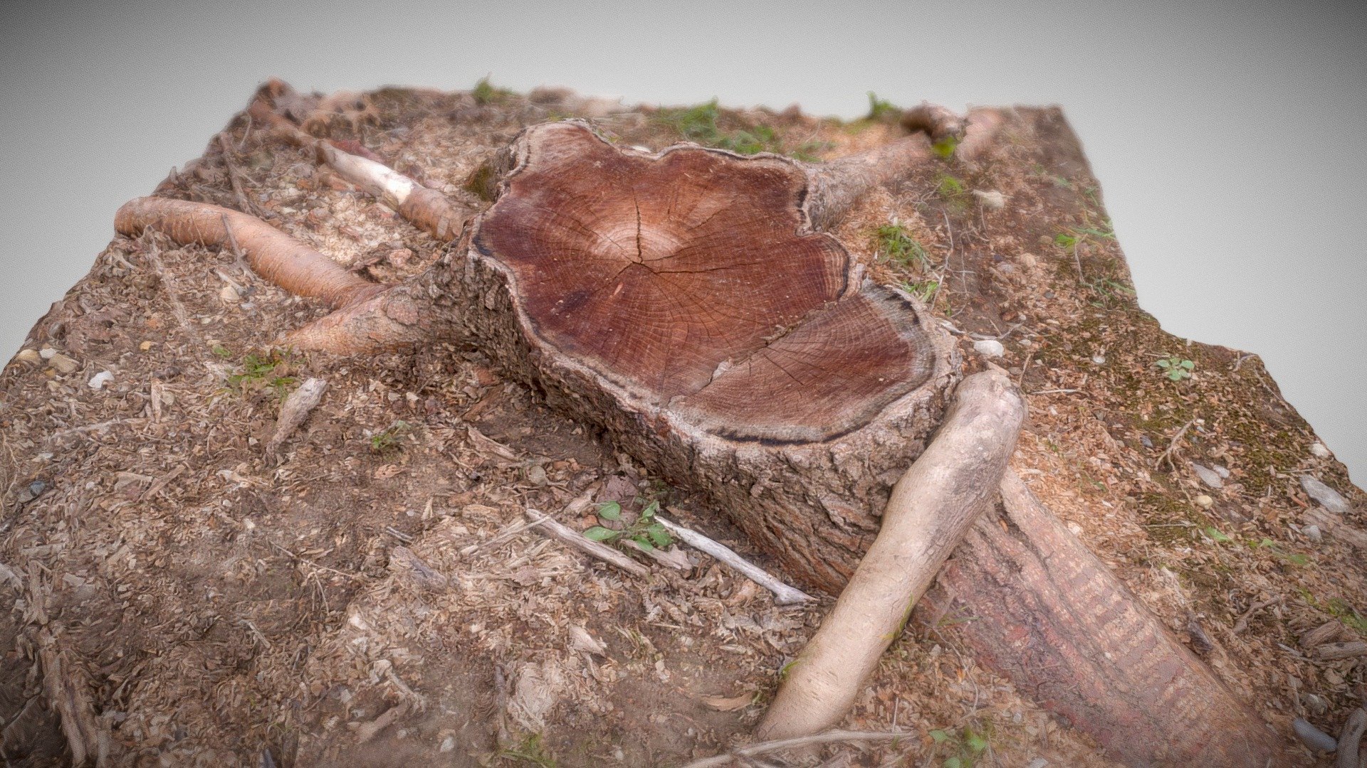 Unique Flat Stump - RAW Scan - Download Free 3D model by majedhd ...