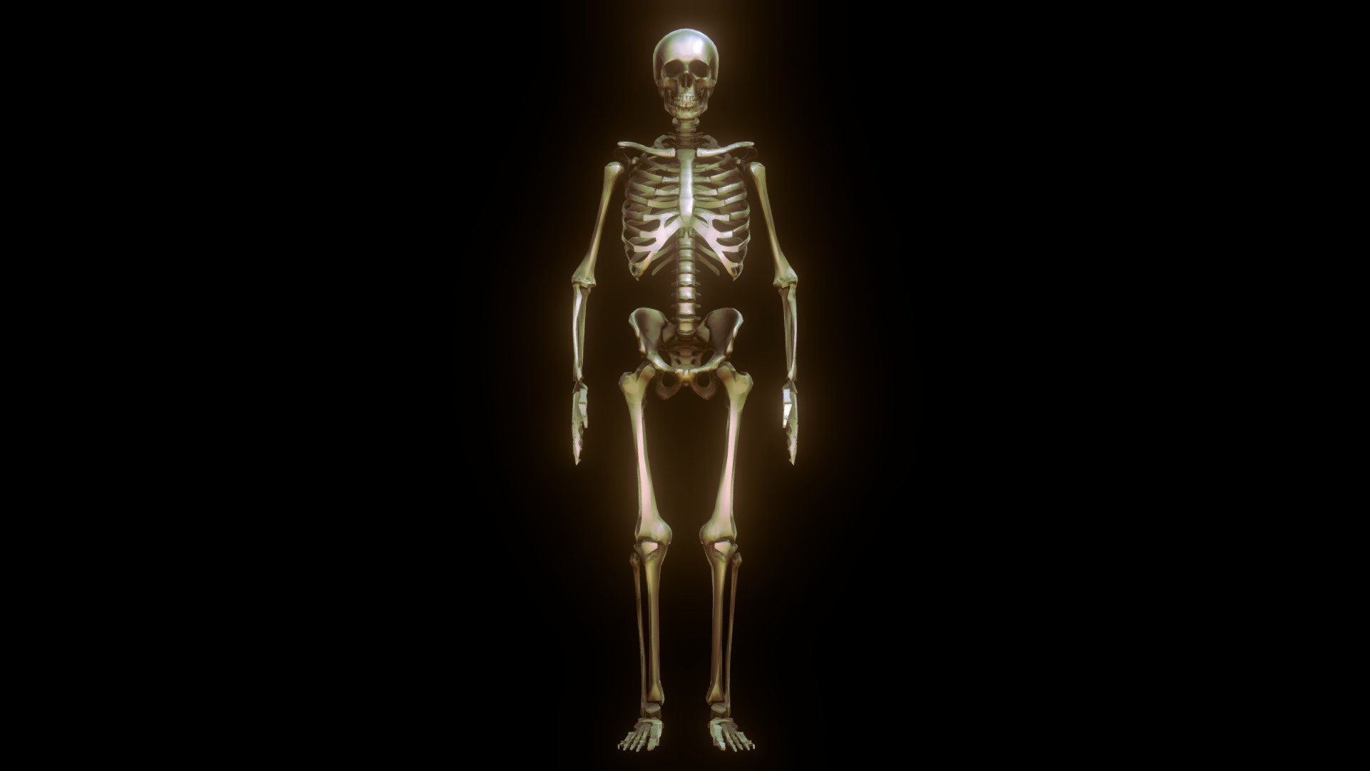 Human Skeleton 3D Model - Download Free 3D model by Dinendra Neyo ...
