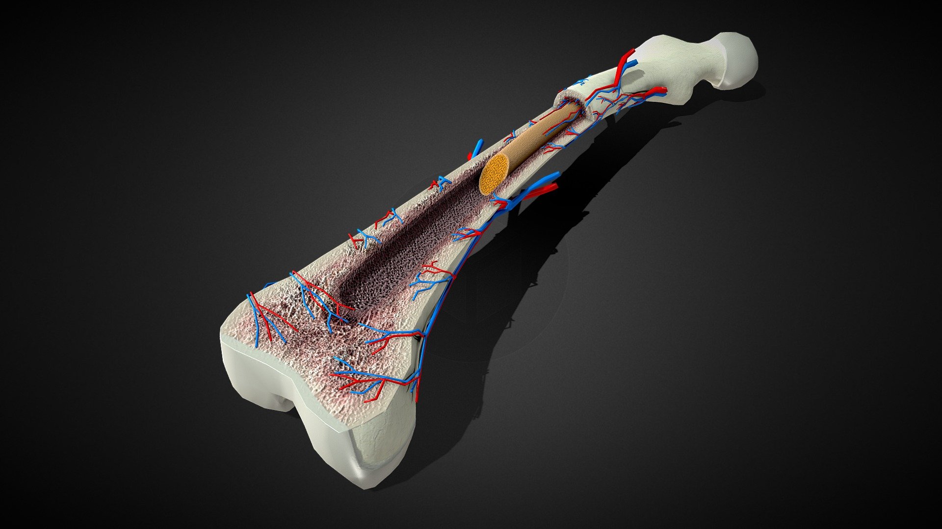 3D Bone Anatomy - Buy Royalty Free 3D model by 3D4SCI [d04ef0c ...