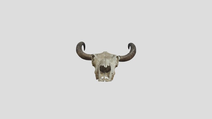 Ox 3D models - Sketchfab