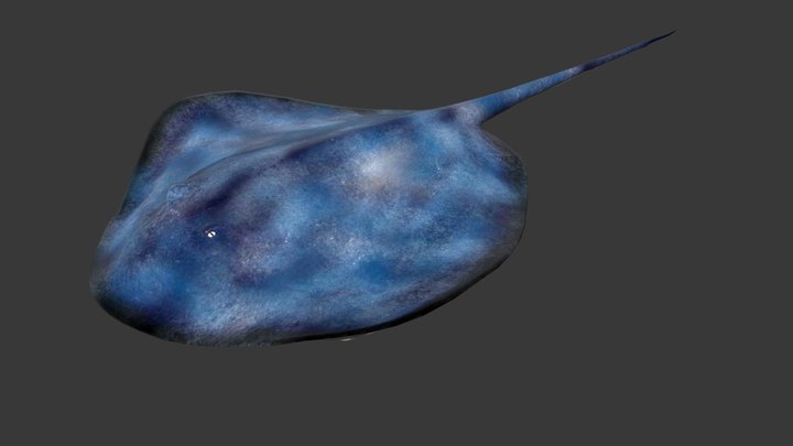 Stingray-fish 3D models - Sketchfab